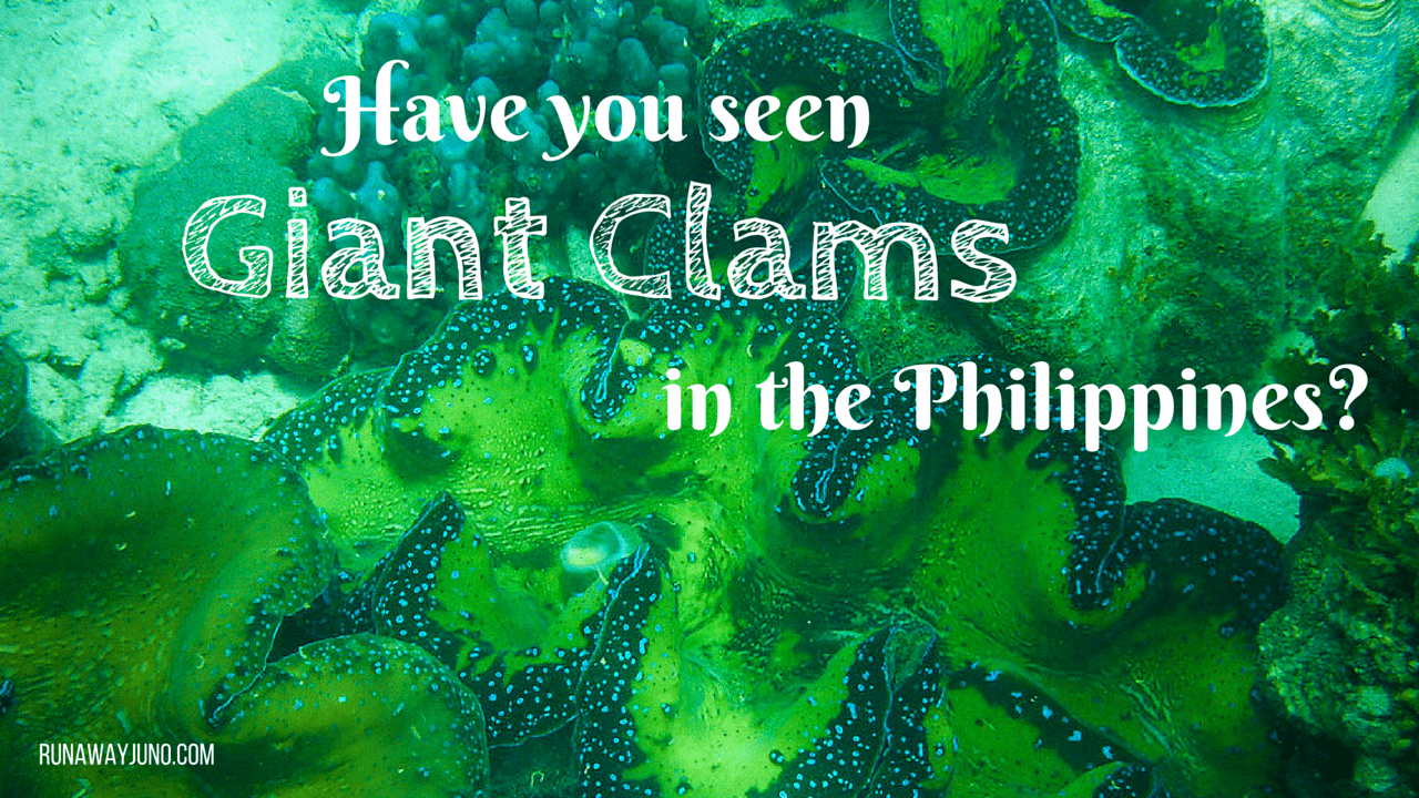 Runaway Photo: Giant Clams of Philippines