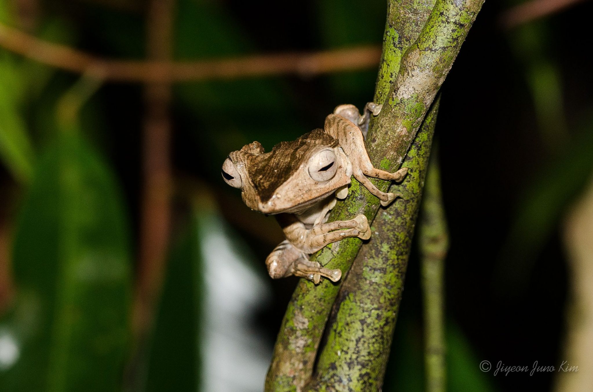 Runaway Photo: Time for Frogging! -- International Frog Race 2014