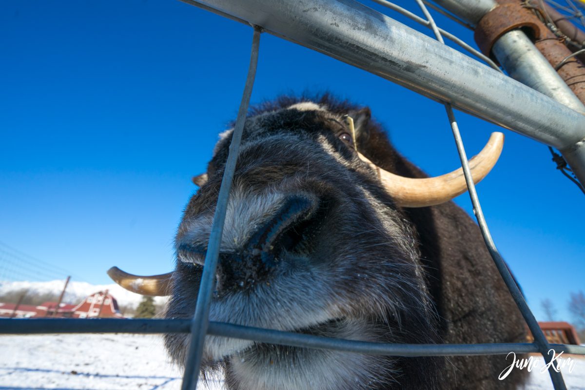 Have You Been to the Musk Ox Farm?